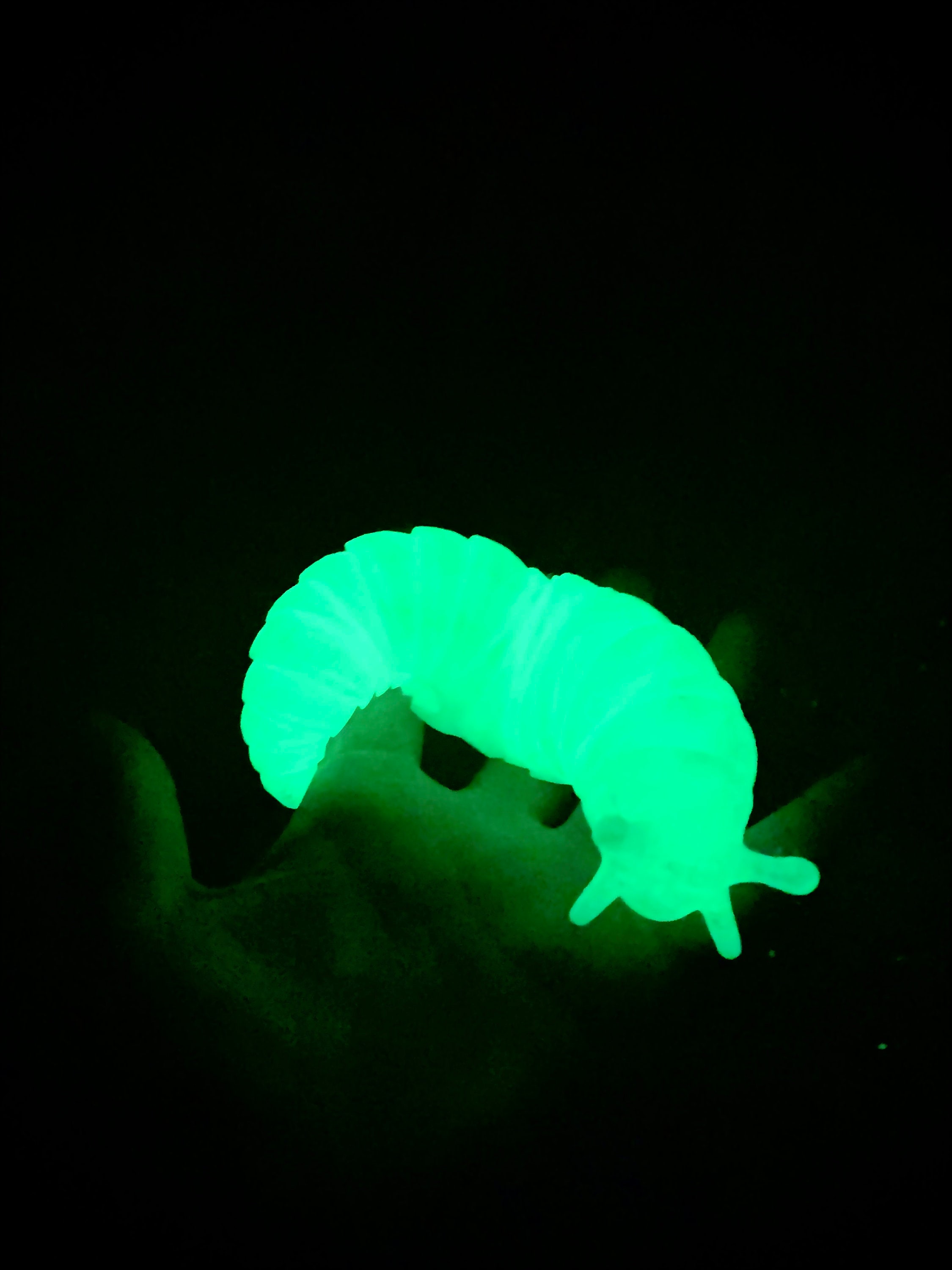 GLOW SLUG Glow In The Dark Fidget Slug Includes LED | Etsy