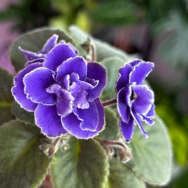 Optimara African Violet - Etsy