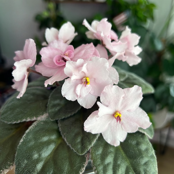 African Violet Variegated Seeds - Etsy