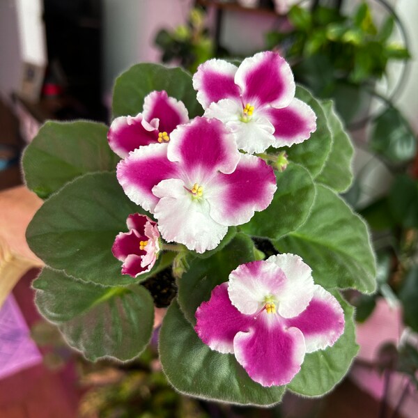 Yellow African Violet - Etsy