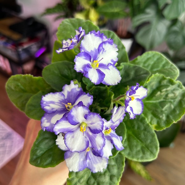 Optimara African Violet Plant - Etsy