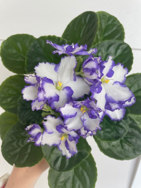 Purple and White African Violet Leaf Cuttings Optimara Chico - Etsy