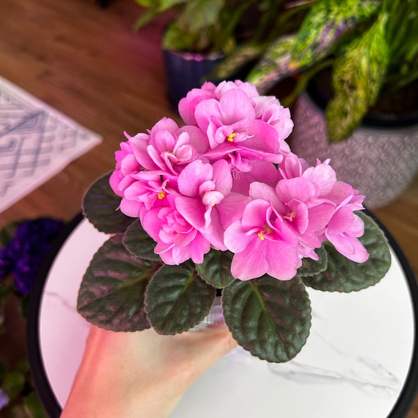 Optimara African Violet Plant - Etsy