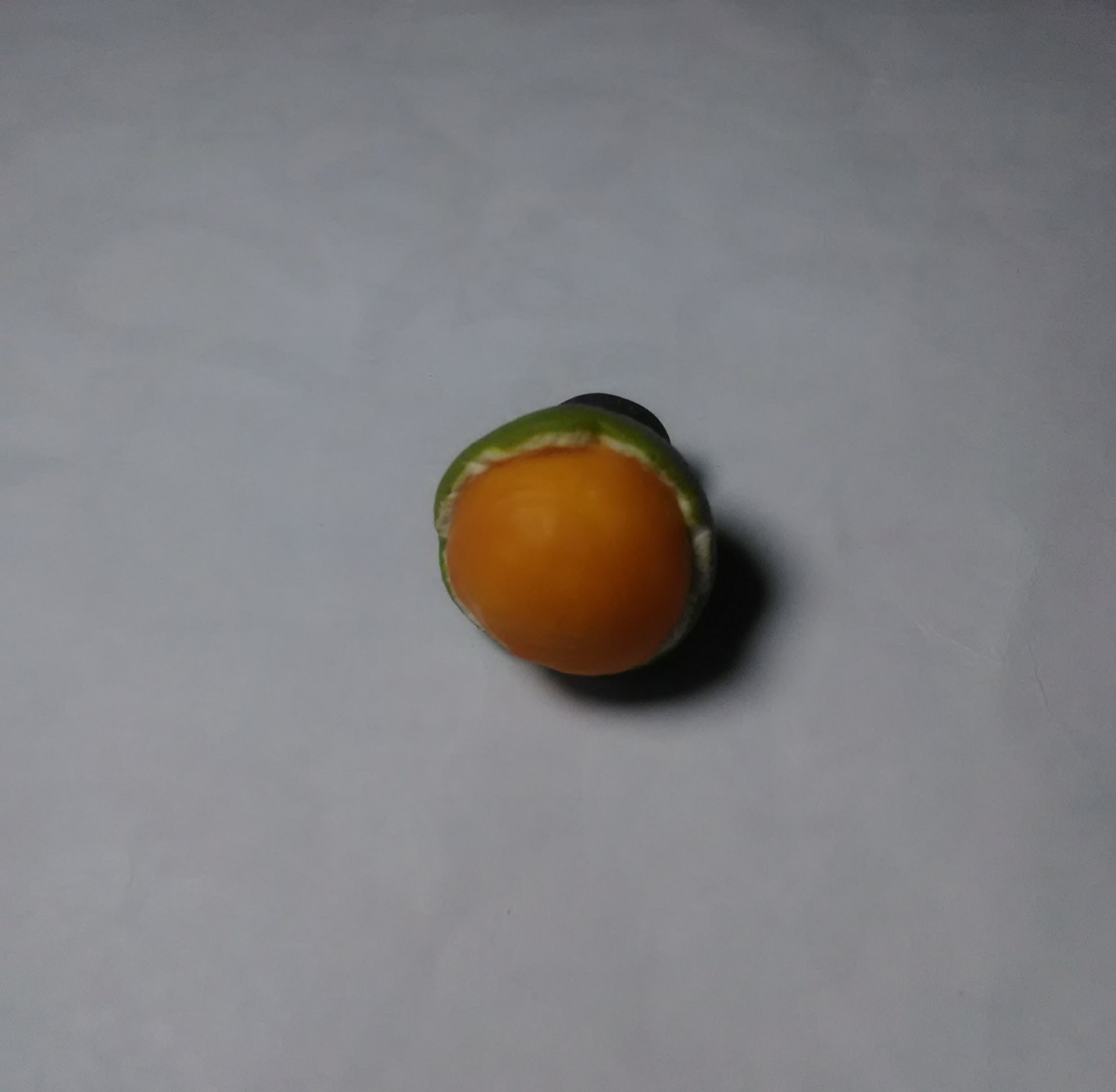 Quenepas Seed