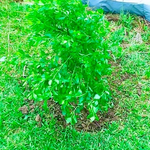 Manglier Tea Loose Tea / Organic Herbal Tea, Tea Blend Herbal, Herbal ...