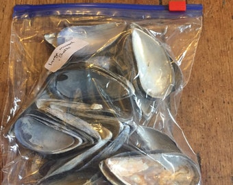Mussel Shells | Etsy