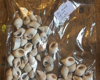 Small Spiral Shells - Etsy