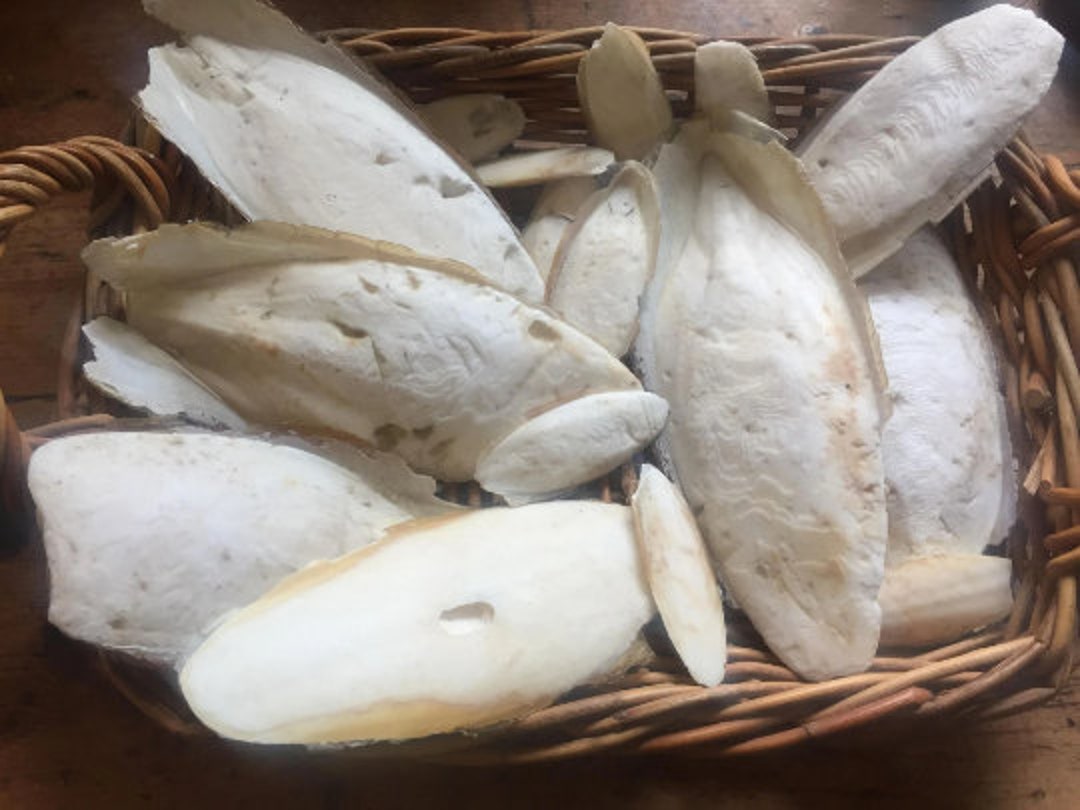 Set of 3 Small to Tiny Cuttlefish Bones - Etsy