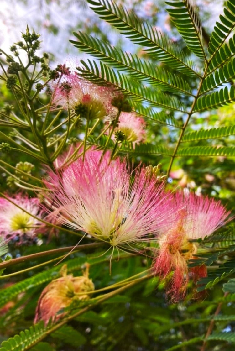 Pink Mimosa Flower Photo Digital Print - Etsy