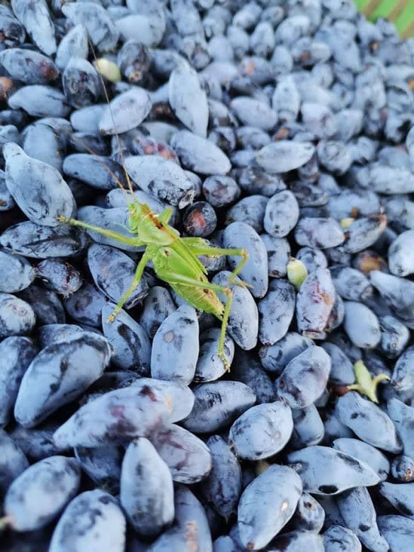 Organic Haskap Berry Juice BIOHASKAP ® VITALITY, 3L in Bag in Box ...