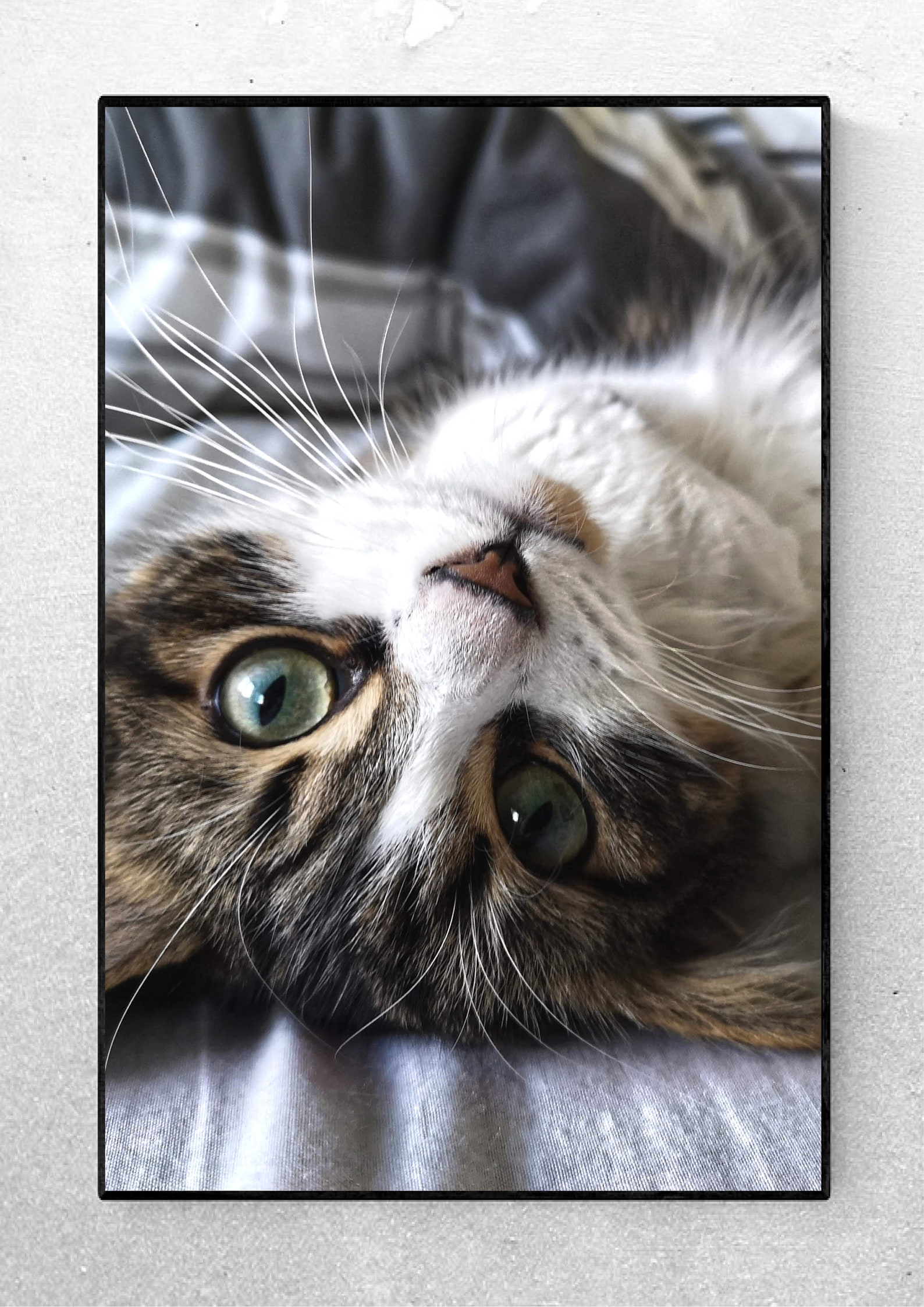 Cute Cat Poster Add Your Own Slogan - Etsy