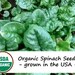 300 Cup and Saucer Bell Flower Seeds - Etsy