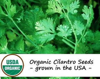 1,900 Cilantro Seeds slow Bolt Non-gmo, Culinary Herb Garden Seed ...