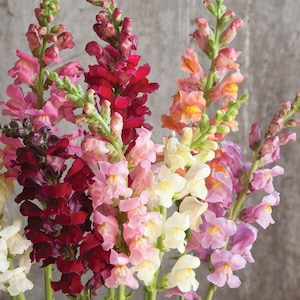 100 Rocket Mixed Color Snapdragon Flower Seeds - Etsy