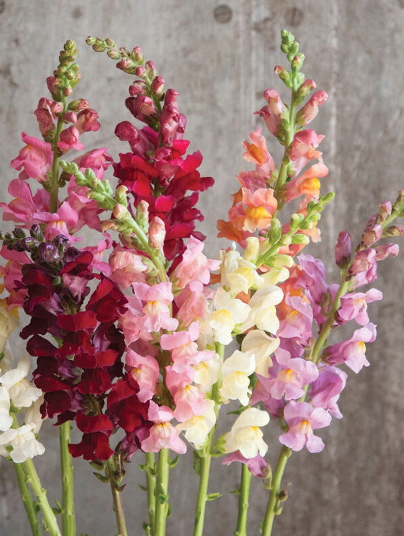 100 Rocket Mixed Color Snapdragon Flower Seeds - Etsy