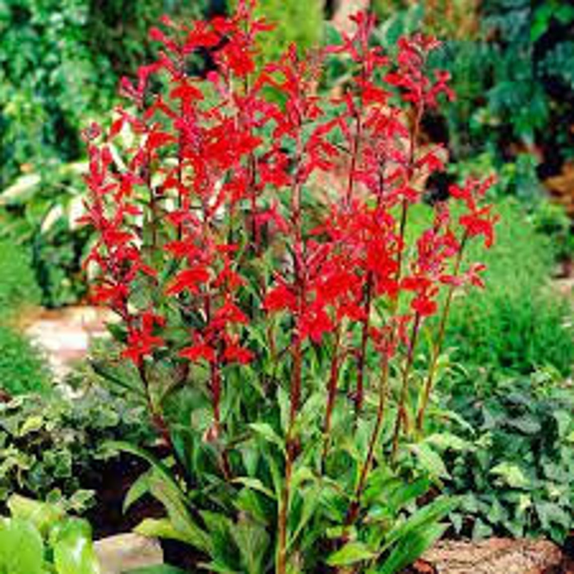 200 Red Cardinal Flower Seeds - Etsy
