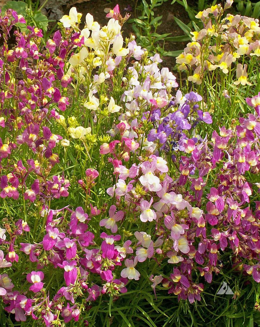 2000 Spurred Snapdragon Flower Seeds - Etsy