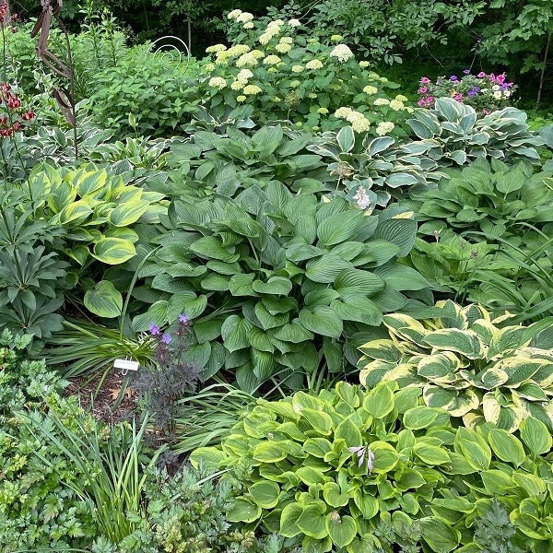 10 Hosta Mixed Variety Seeds - Etsy