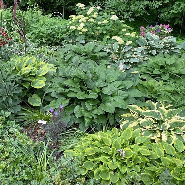 Hosta Mixed - Etsy