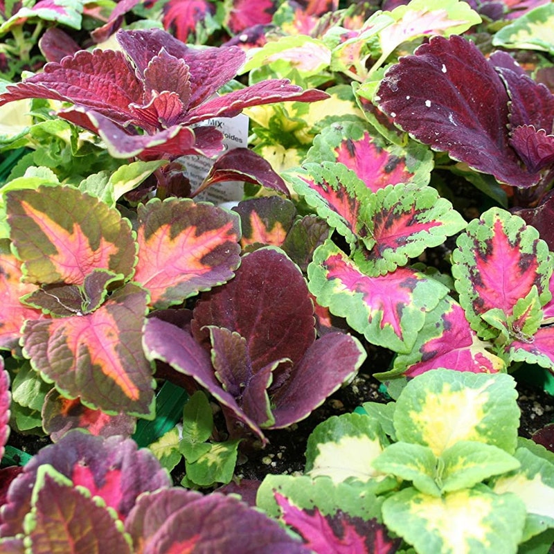 Coleus Seeds - Etsy