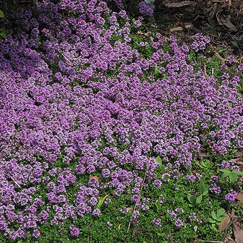 Buy 500 Purple Creeping Thyme Flower Seeds Online in India - Etsy