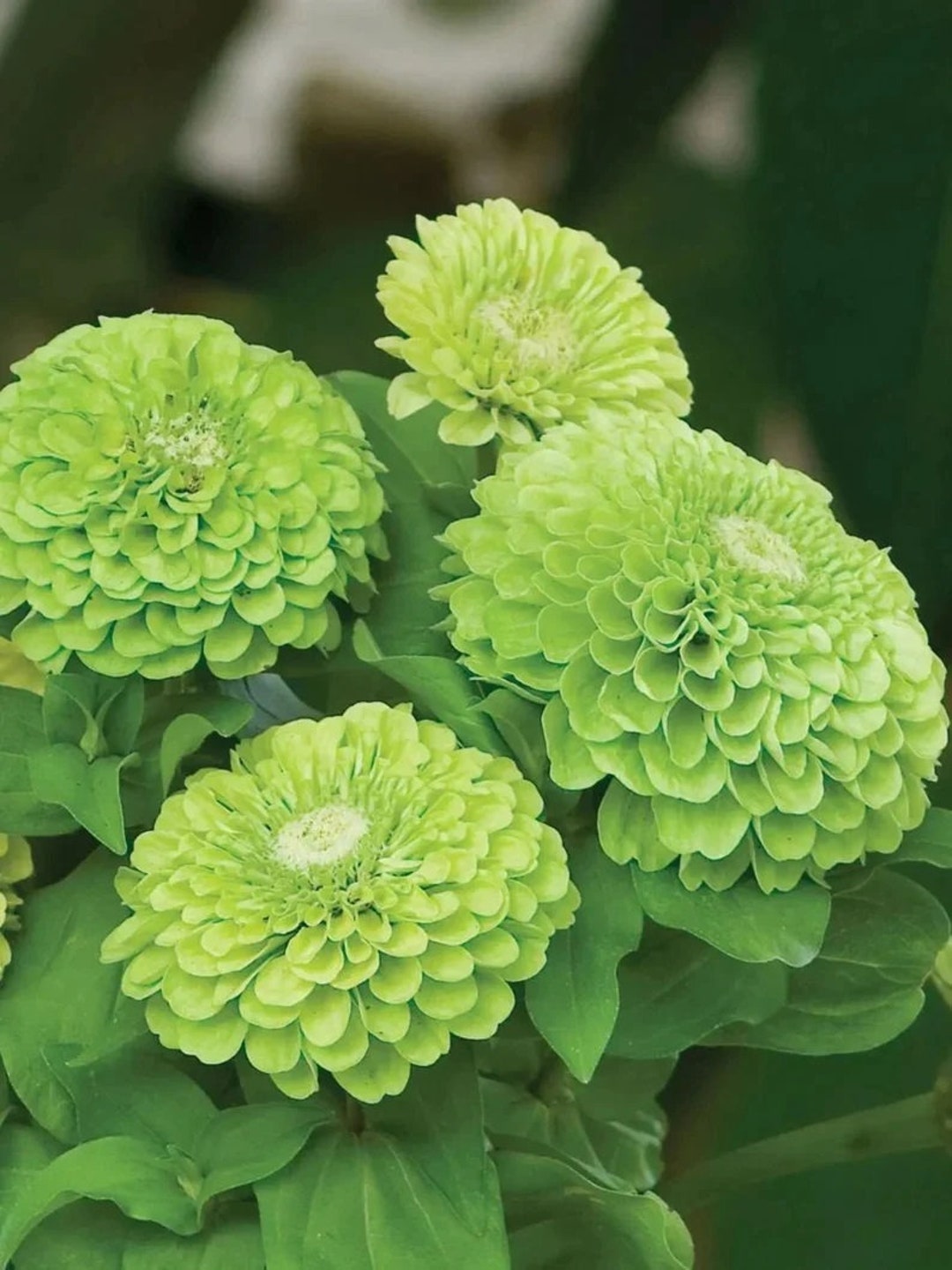 100 Giant Zinnia Envy Green Flower Seeds - Etsy