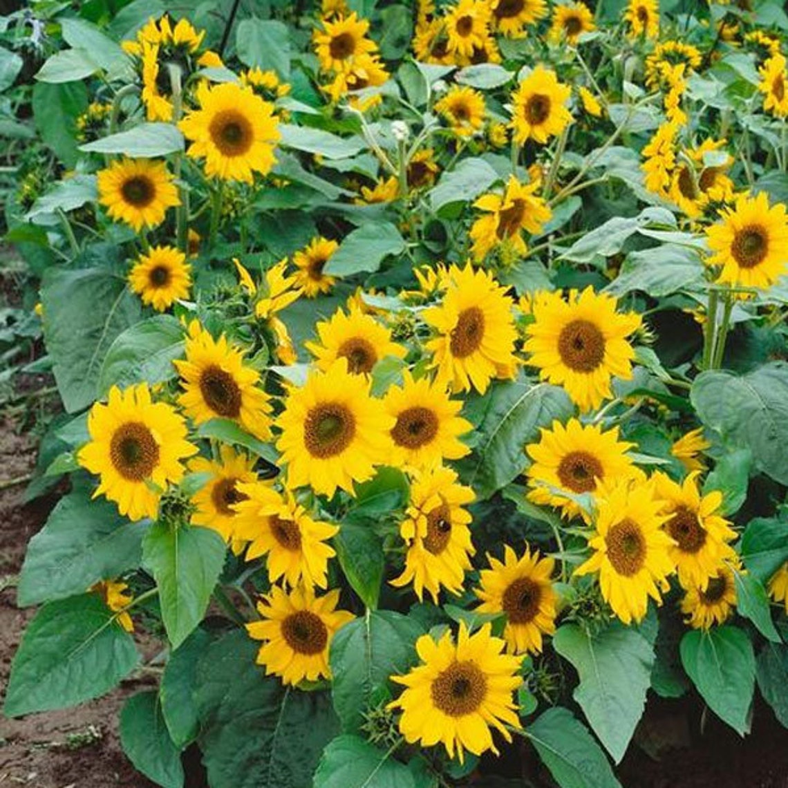 30 Dwarf Yellow Sunflower Seeds - Etsy