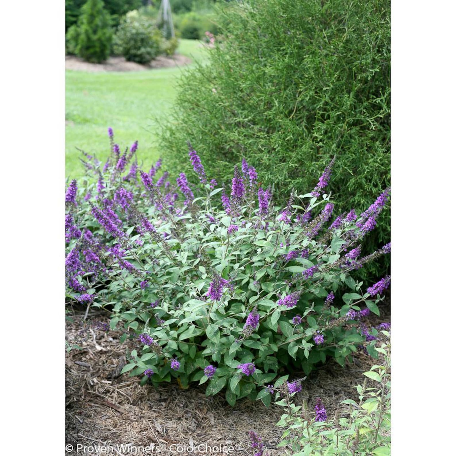 50 Violet Butterfly Bush Flowering Shrub Seeds - Etsy