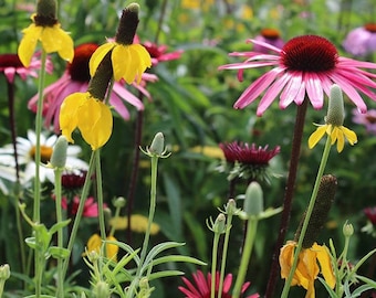 Mimulus X Hybrida Magic Blotch Flower Seed Mix 200 Seeds - Etsy