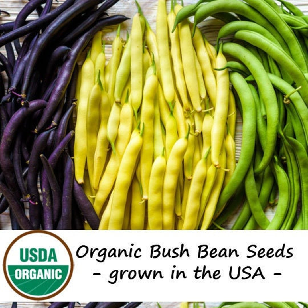 25 Organic Mardi Gras Mixed Color Bush Bean Vegetable Seeds - Etsy