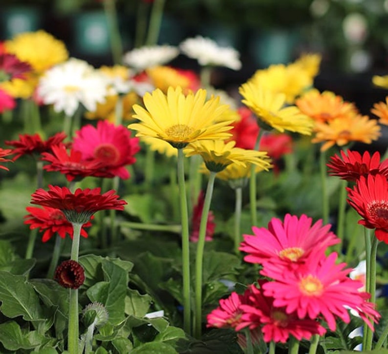 25 California Giant Gerbera Daisy Flower Seeds - Etsy