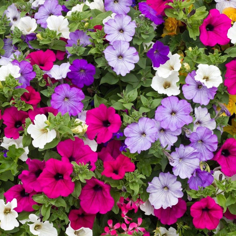 Calibrachoa Seeds - Etsy