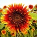 25 Joker Sunflower Seeds - Etsy