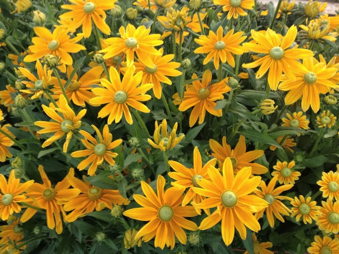 200 Green Eyes Rudbeckia Flower Seeds - Etsy