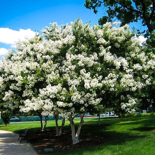 25 White Acoma Crepe Myrtle Tree Seeds - Etsy