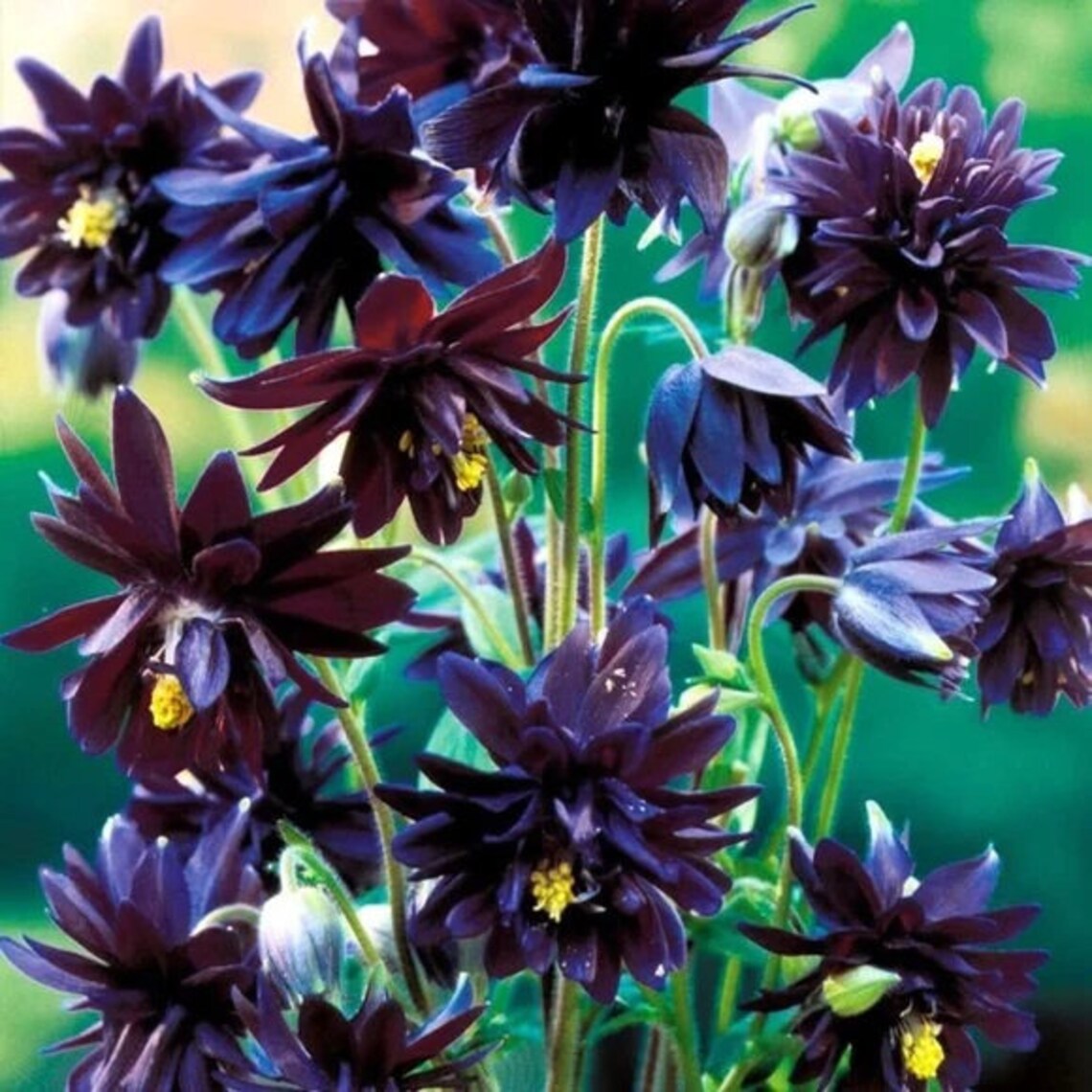 25 Nora Barlow Black Columbine Flower Seeds - Etsy