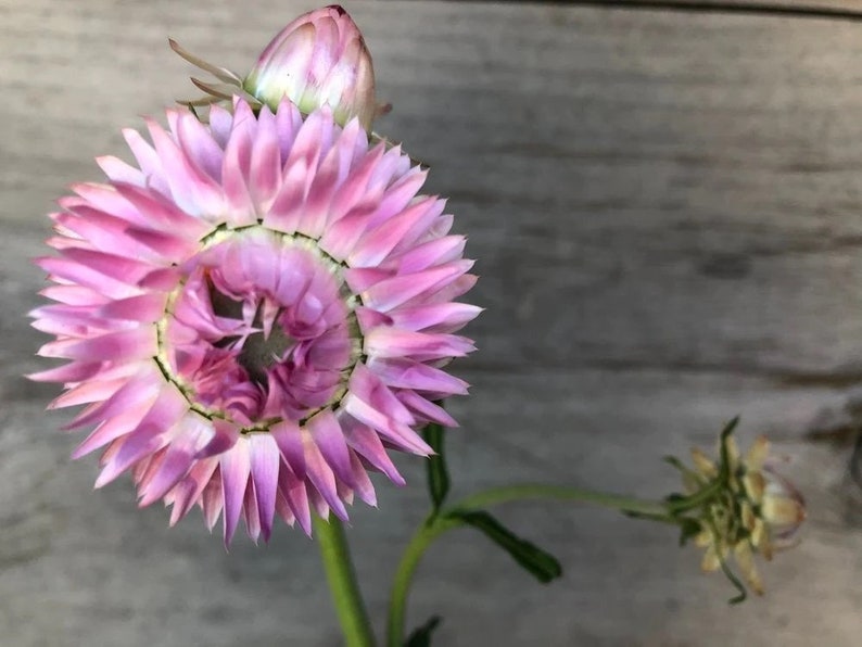 100 Blushing Bride Silver Rose Strawflower Seeds - Etsy