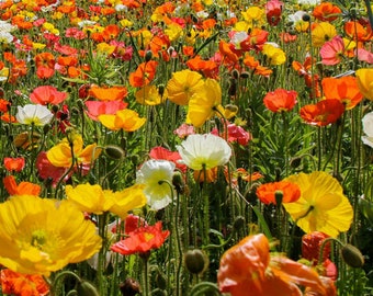 100+ Perennial Poppy Giant Iceland Gartford Seeds Zone 3-9 Seeds Do ...