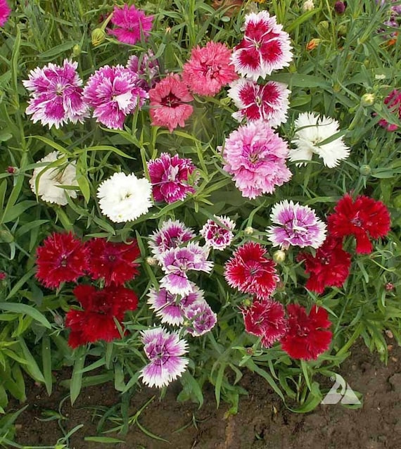 500 Chinese Pinks Dianthus Flower Seeds for Spring - Etsy