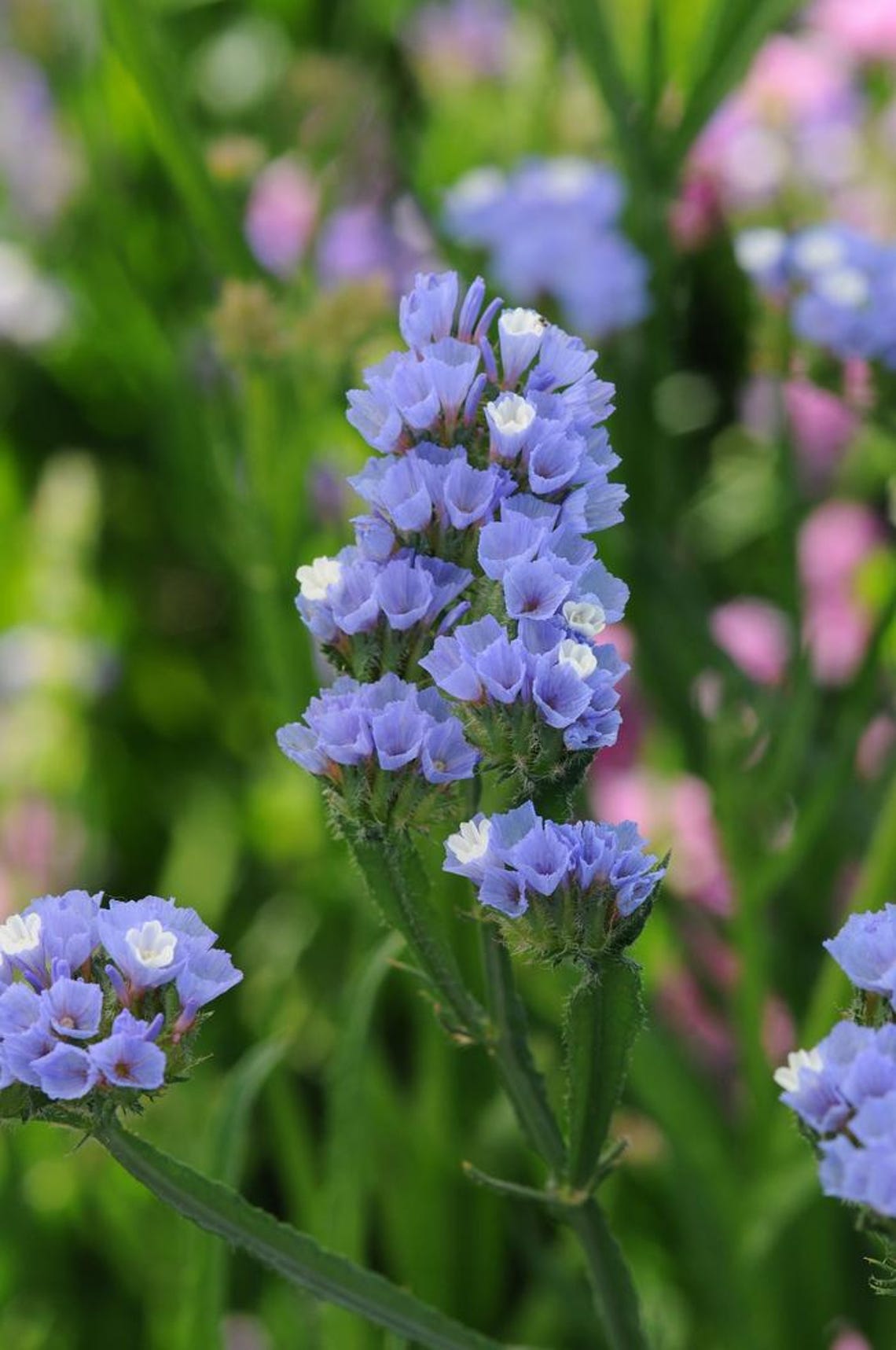 50 Seeker Pastel Blue Statice Flower Seeds - Etsy
