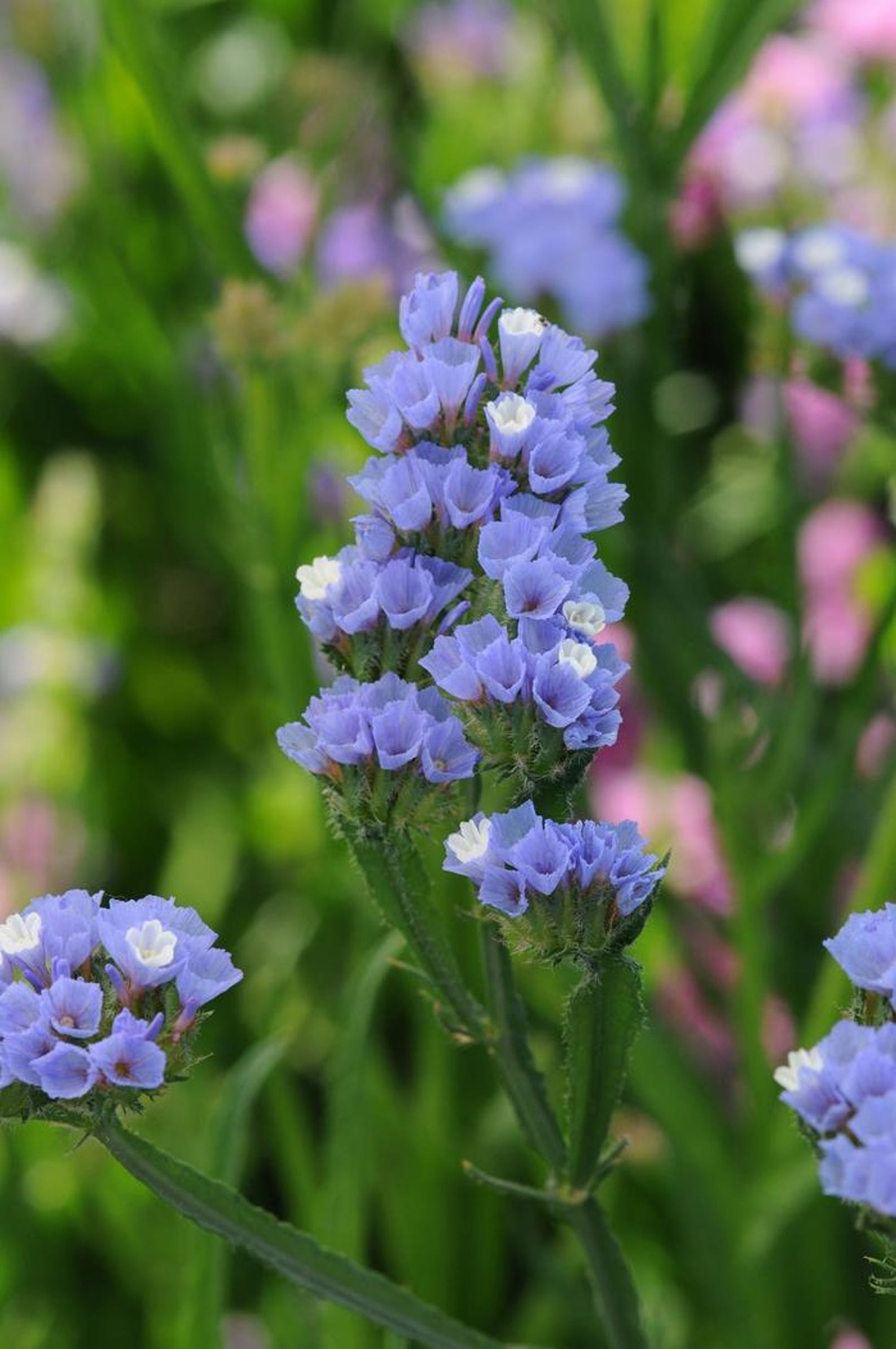 50 Pastel Blue Statice Flower Seeds - Etsy
