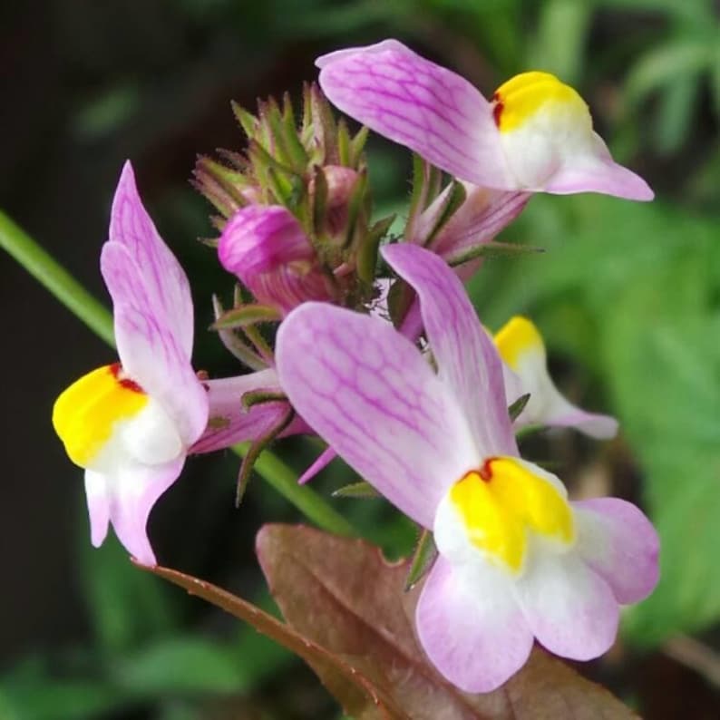 2000 Spurred Snapdragon Flower Seeds | Etsy