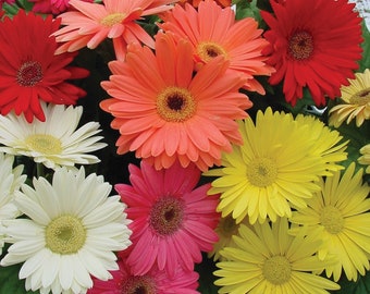 Giant Gerbera Daisy Hybrid Seeds Mix, Gerbera Jamesonii GE0110 - Etsy
