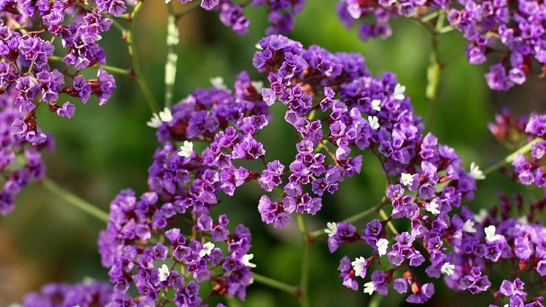 50 Pacific Purple Statice Flower Seeds - Etsy