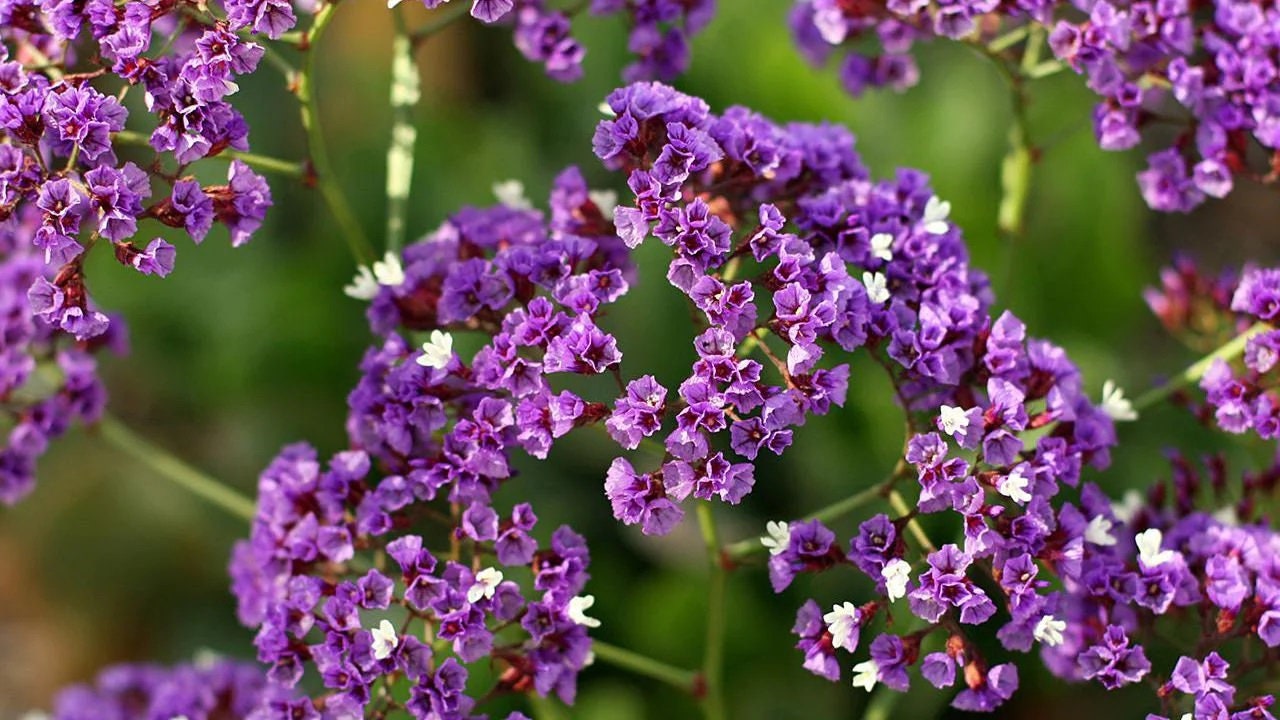 50 Pacific Purple Statice Flower Seeds - Etsy
