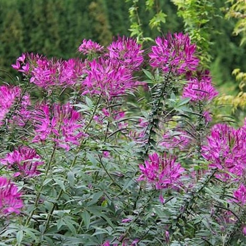 300 Cleome Queen Mixed Color Flower Seeds | Etsy
