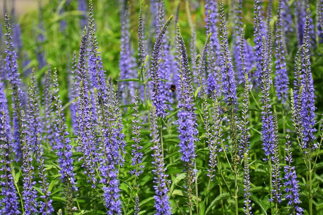 200 Veronica Garden Speedwell Flower Seeds - Etsy