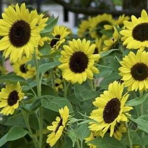 30 Lemon Queen Yellow Sunflower Seeds - Etsy