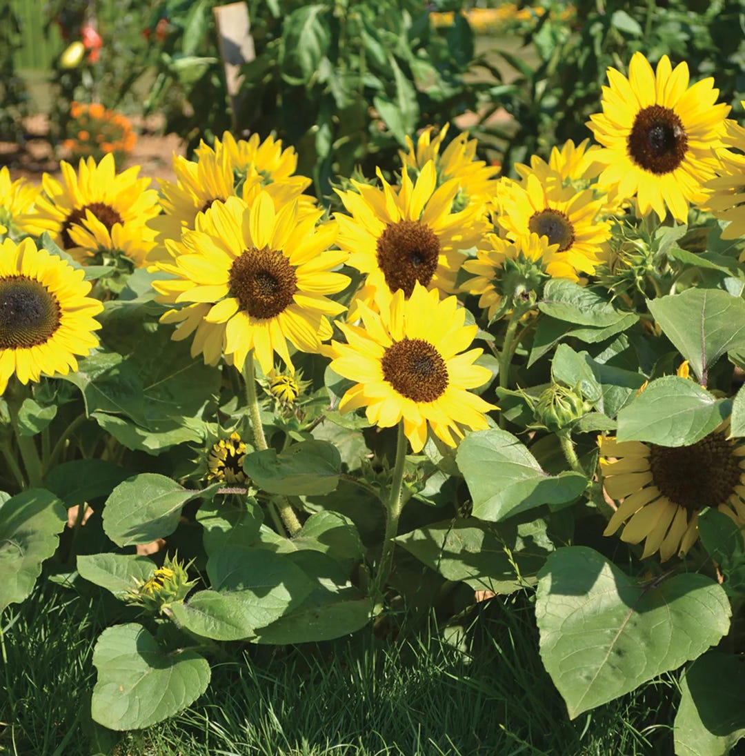 30 Dwarf Yellow Sunflower Seeds - Etsy