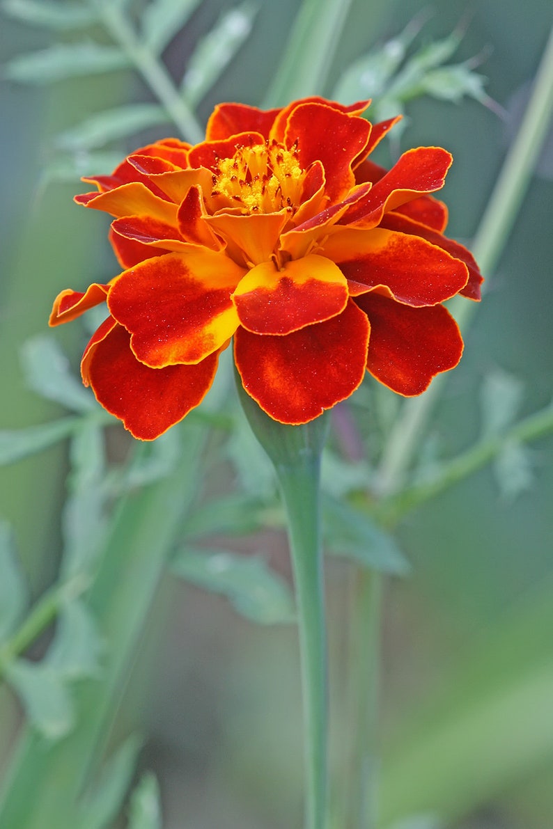 300 Sparky French Marigold Flower Seeds - Etsy